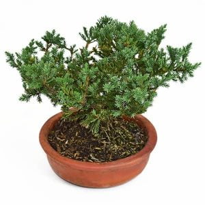 Bonsai Pino Rastrero 3 años - Bonsai de la Sabiduría - Jardineros LTDA ...