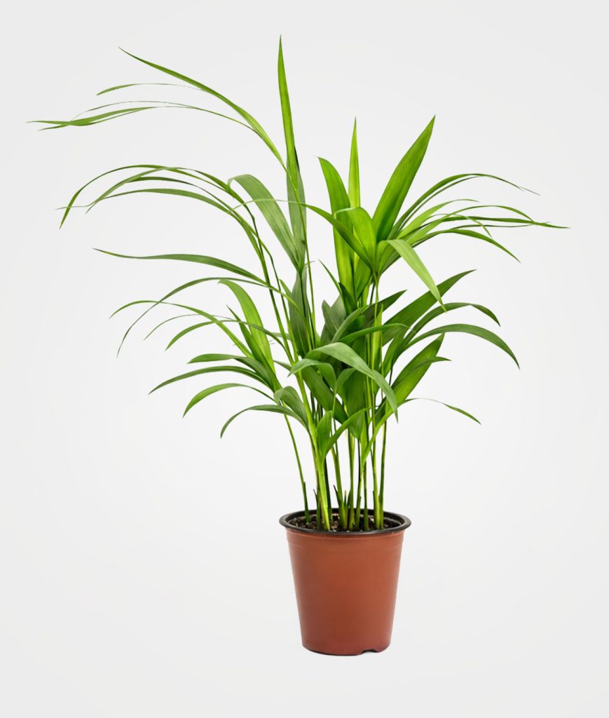 Geranios o novios - Jardineros LTDA - Paisajismo y Jardinería Profesional